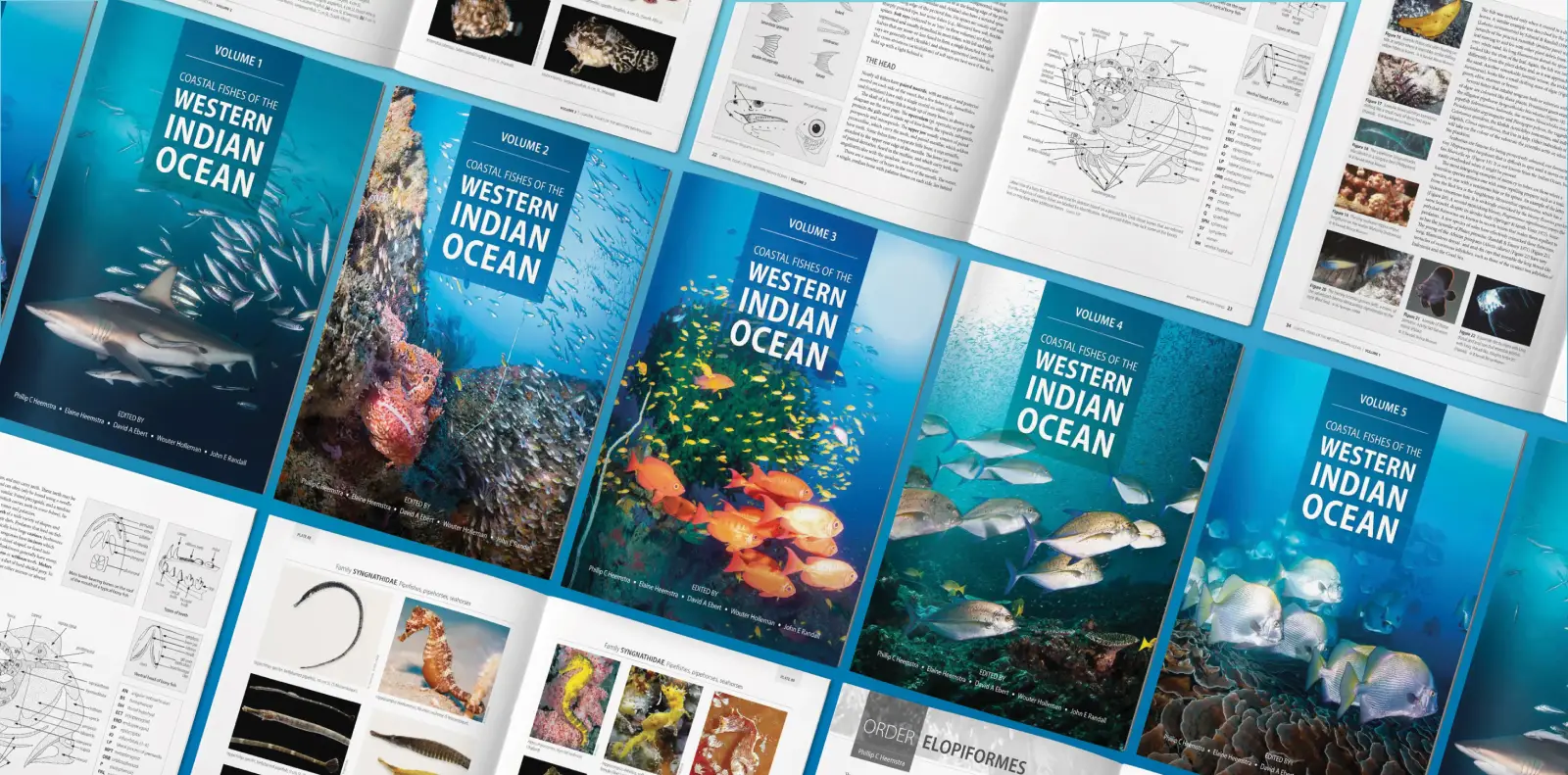 Case Study: SAIAB Coastal Fishes of the Western Indian Ocean - Ink Design